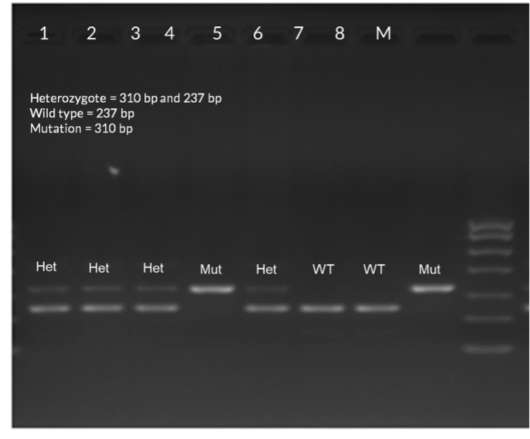 DBS 干血斑应用特集 2: 精准品种鉴定 (基因分型) - 力扬企业有限公司